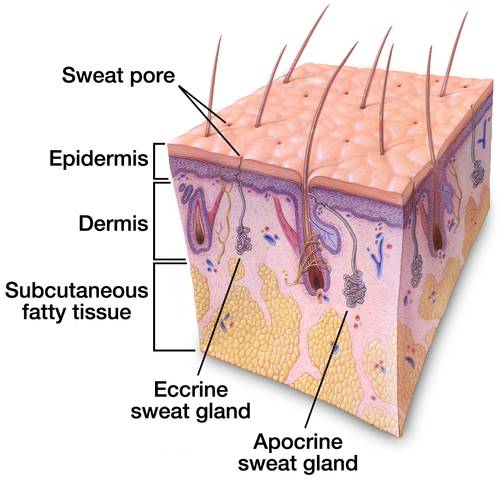 Medical Images Art Science Graphics Medical Images Art Science Graphics